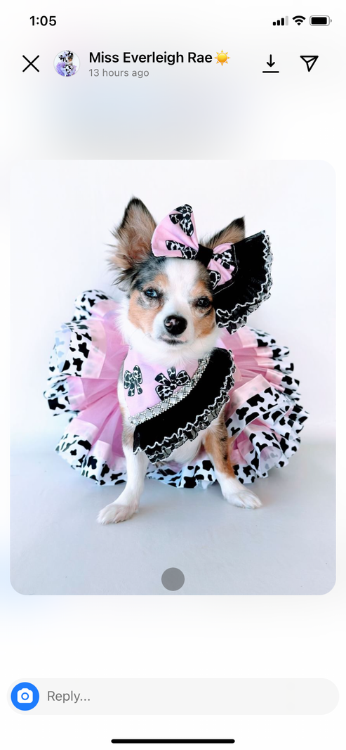 Light pink Dog tutu skirt. XS-XXL. Cat Dog Wedding. Gifts. – Joridamis